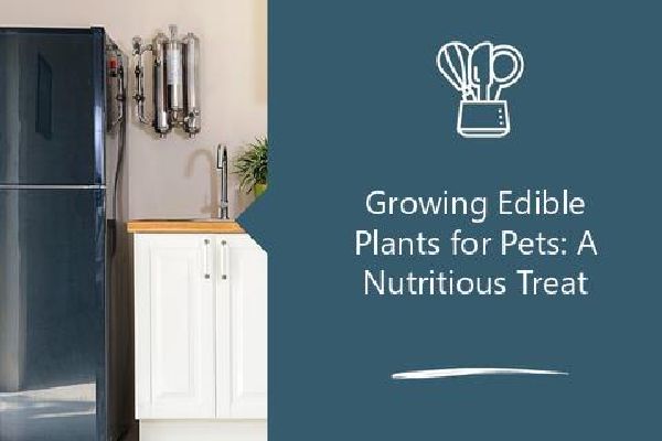 Growing Edible Plants for Pets: A Nutritious Treat | Planet 997