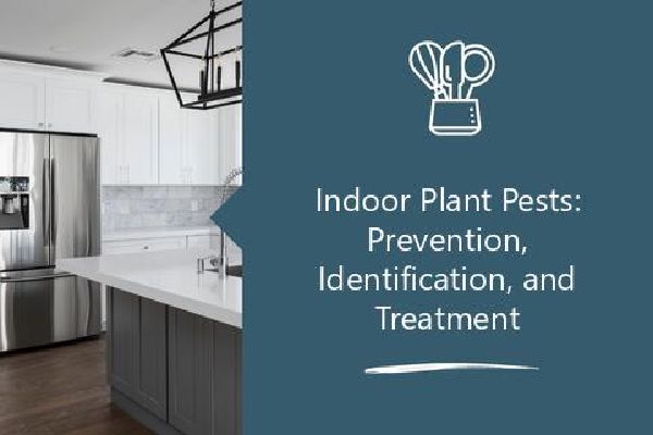 Indoor Plant Pests: Prevention, Identification, and Treatment | Planet 997
